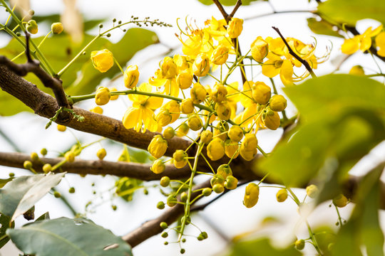 Konnappoo Images – Browse 45 Stock Photos, Vectors, and Video | Adobe Stock