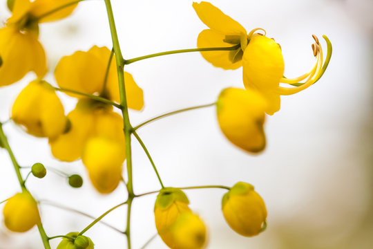 "Kanikkonna Pookkal" Images – Browse 27 Stock Photos, Vectors, and ...