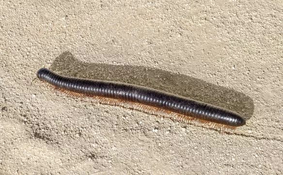 Giant African Millipede Cyanide