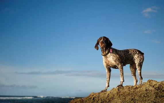 Gsp Images – Browse 1,280 Stock Photos, Vectors, and Video | Adobe Stock