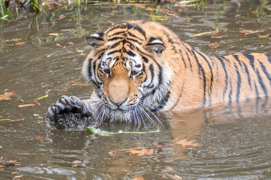 รูปภาพStrawberry-Tiger – เลือกดูภาพถ่ายสต็อก เวกเตอร์ และวิดีโอ152 ...