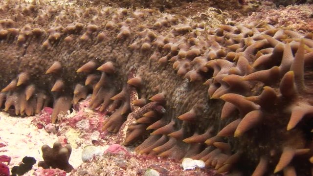 Trepang Images – Browse 1,375 Stock Photos, Vectors, and Video | Adobe ...