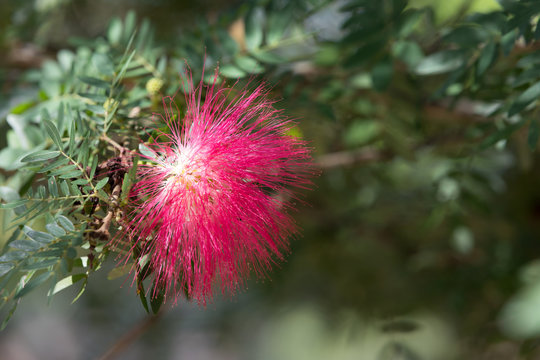 รูปภาพCalliandra – เลือกดูภาพถ่ายสต็อก เวกเตอร์ และวิดีโอ1,358 | Adobe ...