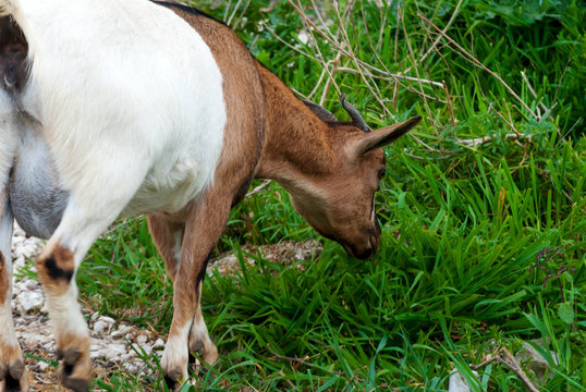 Capretta bilder – Bläddra bland 560 stockfoton, vektorer och videor ...