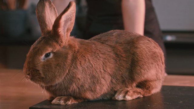 Lop-Rabbit Images – Browse 11 Stock Photos, Vectors, and Video | Adobe ...