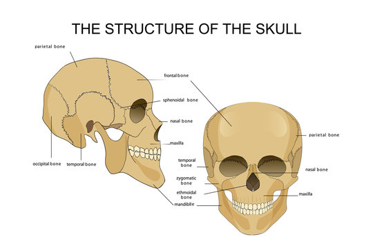 Schädelknochen Bilder – Durchsuchen 618,167 Archivfotos, Vektorgrafiken ...
