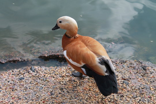 Ogar Images – Browse 683 Stock Photos, Vectors, and Video | Adobe Stock