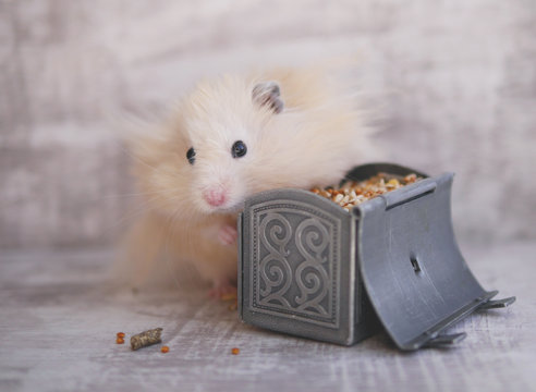 Hamsterbacken Bilder – Durchsuchen 1,862 Archivfotos, Vektorgrafiken ...