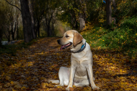 Pappy Images – Parcourir 1,085 le catalogue de photos, vecteurs et ...