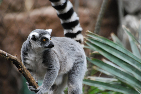 True-Lemur Images – Browse 42 Stock Photos, Vectors, and Video | Adobe ...