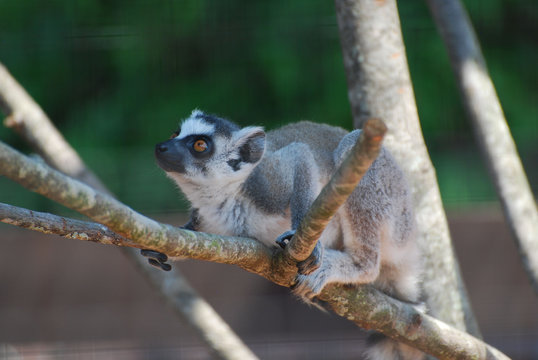 True-Lemur Images – Browse 42 Stock Photos, Vectors, and Video | Adobe ...