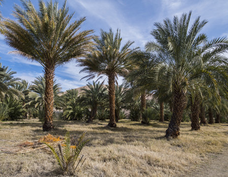 Tecopa Images – Browse 191 Stock Photos, Vectors, and Video | Adobe Stock