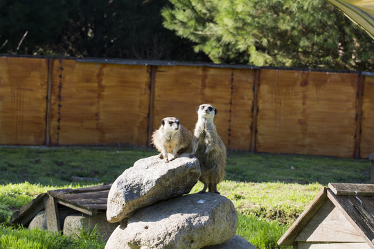 Mirket-Bilder: Stock-Fotos & -Videos. | Adobe Stock