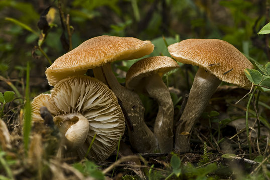 Imagens de Psathyrella – Explore Fotografias do Stock, Vetores e Vídeos ...