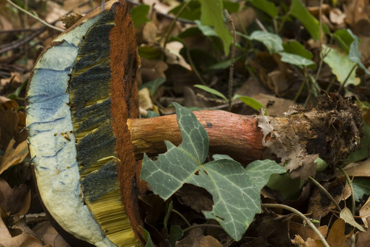 Blafard Images – Browse 27 Stock Photos, Vectors, and Video | Adobe Stock