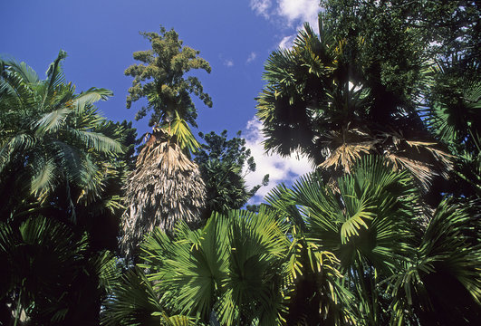 "Buri Palm" Billeder – Gennemse 97 stockfotos, vektorer og videoer ...