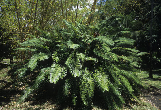 Circinalis Images – Browse 57 Stock Photos, Vectors, and Video | Adobe ...