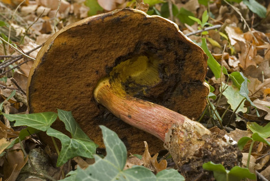 Blafard Images – Browse 27 Stock Photos, Vectors, and Video | Adobe Stock