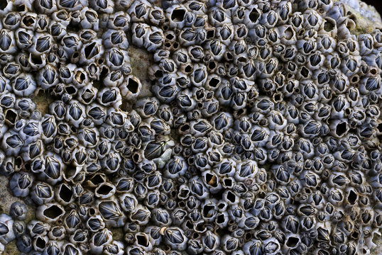 Balane Images – Parcourir 40 le catalogue de photos, vecteurs et vidéos ...