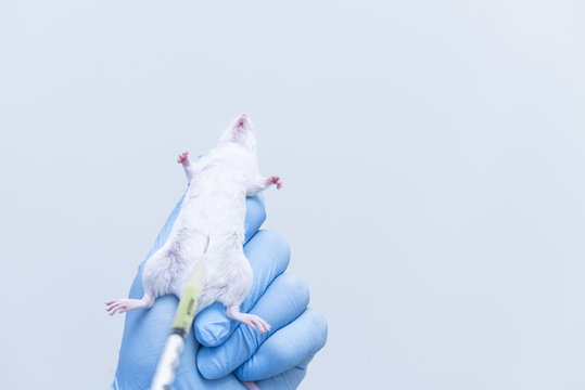 รูปภาพIntraperitoneal – เลือกดูภาพถ่ายสต็อก เวกเตอร์ และวิดีโอ16 ...