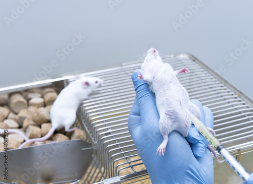 "Researcher administered drug into the mice by intraperitoneal ...