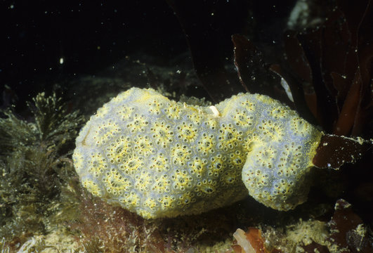 Botryllus Images – Browse 9 Stock Photos, Vectors, and Video | Adobe Stock