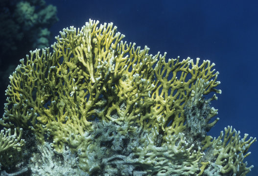 รูปภาพMillepora – เลือกดูภาพถ่ายสต็อก เวกเตอร์ และวิดีโอ1,450 | Adobe Stock