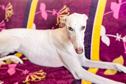 Abbondare Images – Browse 32 Stock Photos, Vectors, and Video | Adobe Stock