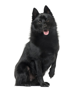 White Schipperke Dog
