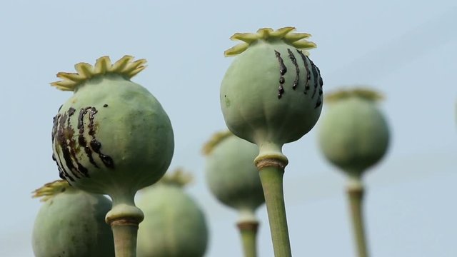 "Poppy Pod Images – Browse 5,060 Stock Photos, Vectors, and Video ...