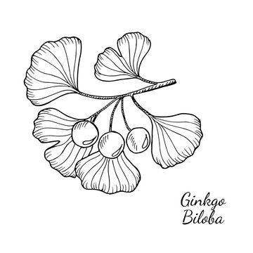 Ginkgopsida Images – Browse 37 Stock Photos, Vectors, and Video | Adobe ...