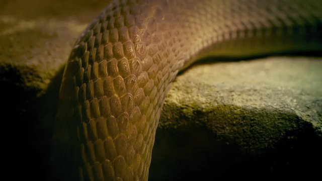 Serpent Video Footage – Browse 28,767 HD Stock Video and Footage ...