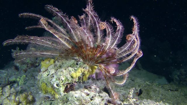 Pelmatozoa Imagens – Procure 5 fotos, vetores e vídeos | Adobe Stock