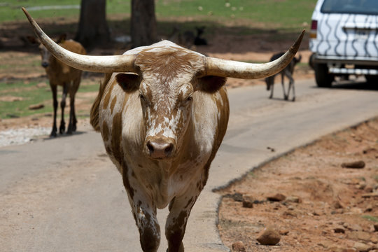 Ankoli Images – Browse 38 Stock Photos, Vectors, and Video | Adobe Stock