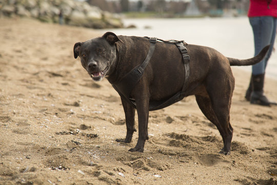 Kenel Images – Browse 31 Stock Photos, Vectors, and Video | Adobe Stock