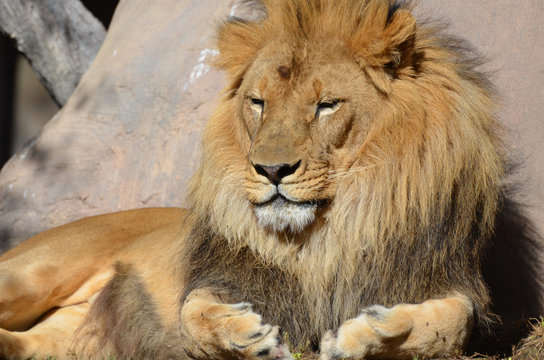 Lion-Cat Images – Browse 52 Stock Photos, Vectors, and Video | Adobe Stock