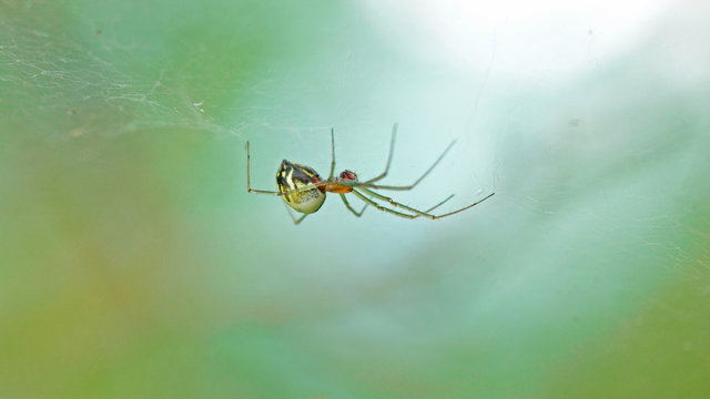 รูปภาพBestiole – เลือกดูภาพถ่ายสต็อก เวกเตอร์ และวิดีโอ493 | Adobe Stock