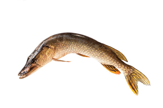 รูปภาพPikeperch – เลือกดูภาพถ่ายสต็อก เวกเตอร์ และวิดีโอ8,637 | Adobe Stock