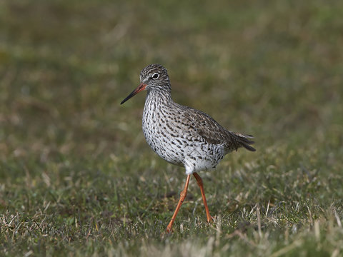 "Common Redshank" Images – Browse 7,448 Stock Photos, Vectors, and ...
