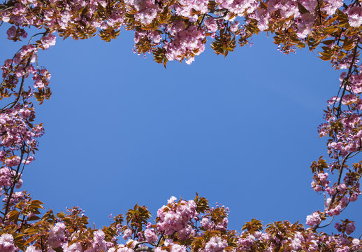 325 BEST Cherry Blossom Corner Border IMAGES, STOCK PHOTOS & VECTORS ...