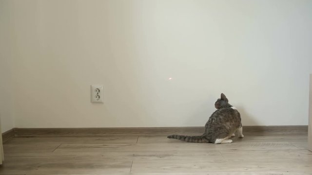 Laser Pointer Cat Images – Browse 214 Stock Photos, Vectors, and Video ...