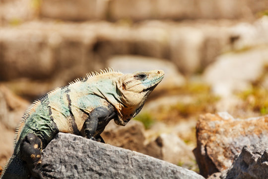 Squames Images – Browse 72 Stock Photos, Vectors, and Video | Adobe Stock