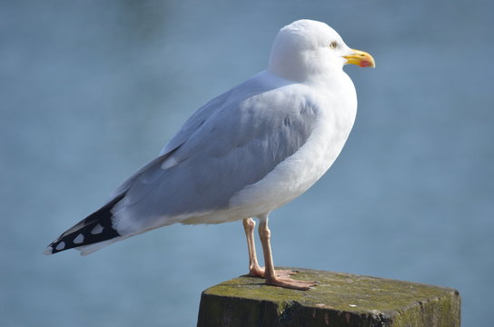 Mewa bilder – Bläddra bland 5,963 stockfoton, vektorer och videor ...