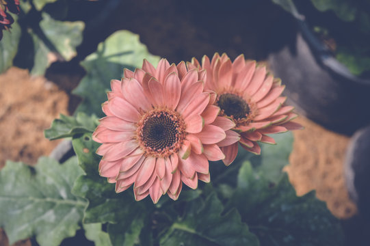 "Transvaal Daisy" Images – Browse 17,197 Stock Photos, Vectors, and ...