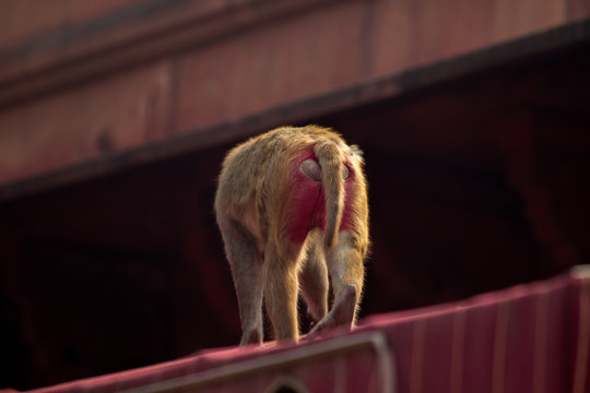 Rotarschpavian-Bilder: Stock-Fotos & -Videos. | Adobe Stock