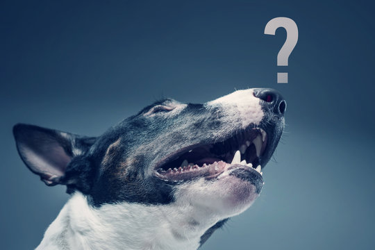 Dog Question Mark Images – Browse 848 Stock Photos, Vectors, and Video ...