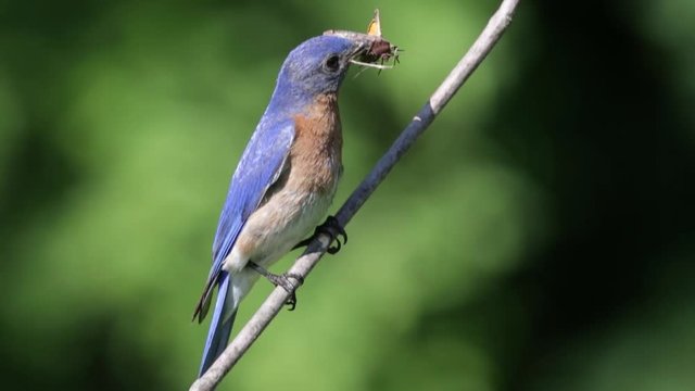 "Eastern Bluebird" Images – Browse 4,417 Stock Photos, Vectors, and ...