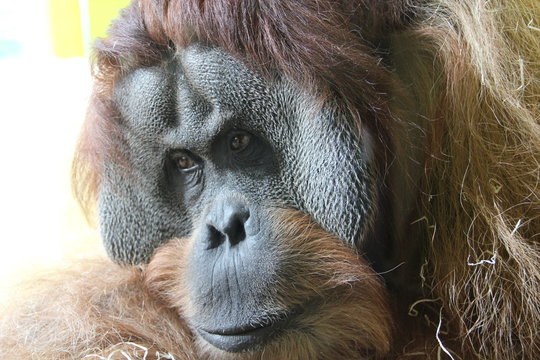 รูปภาพMenschenaffe – เลือกดูภาพถ่ายสต็อก เวกเตอร์ และวิดีโอ2,275 ...