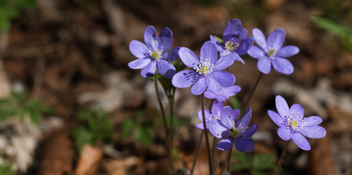 "Violette Blume"-Bilder: Stock-Fotos & -Videos. | Adobe Stock