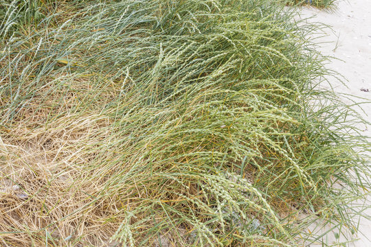 Couch-Grass Images – Browse 3,346 Stock Photos, Vectors, and Video ...